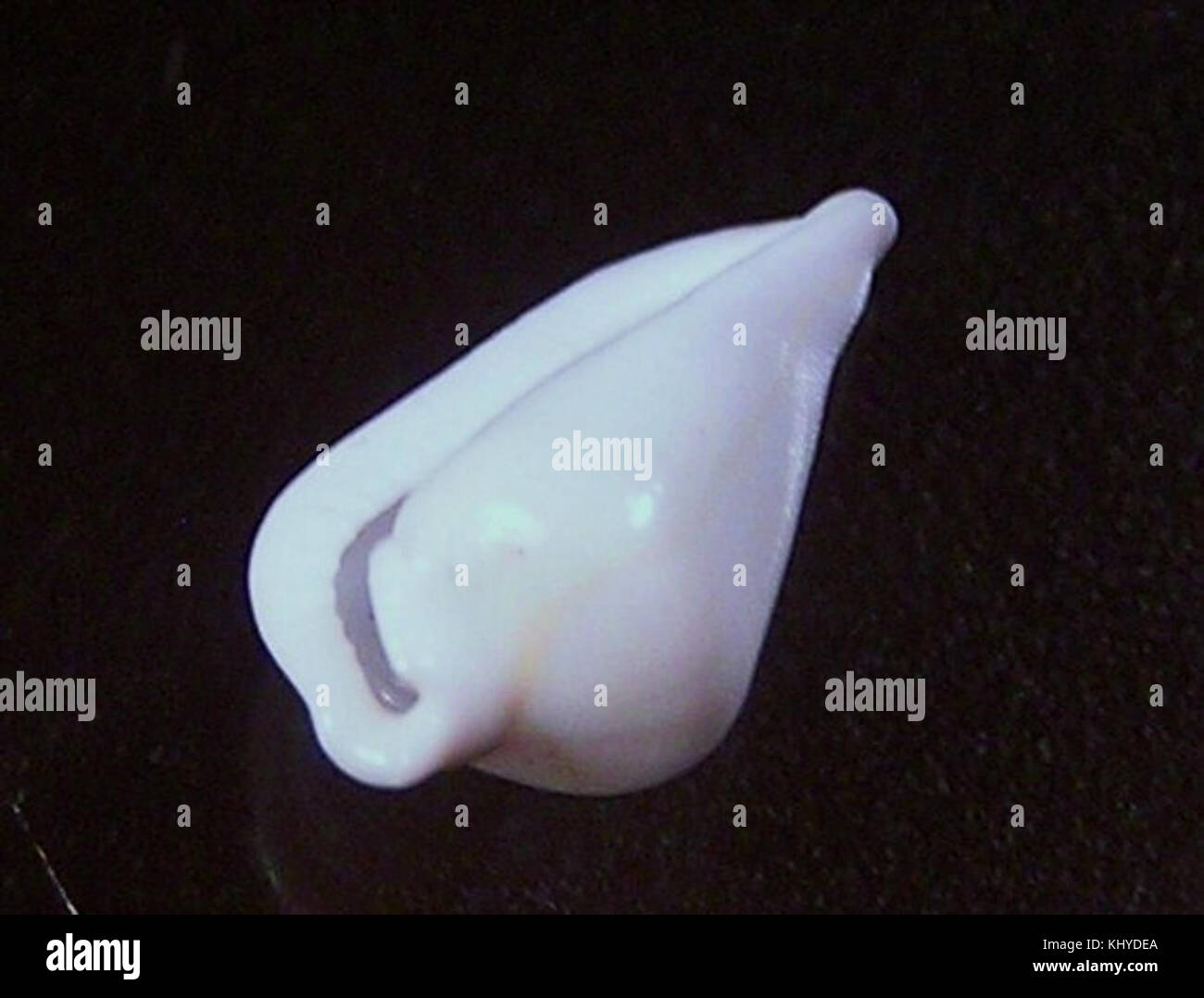 Dentiovula rutherfordiana 001 Stock Photo - Alamy