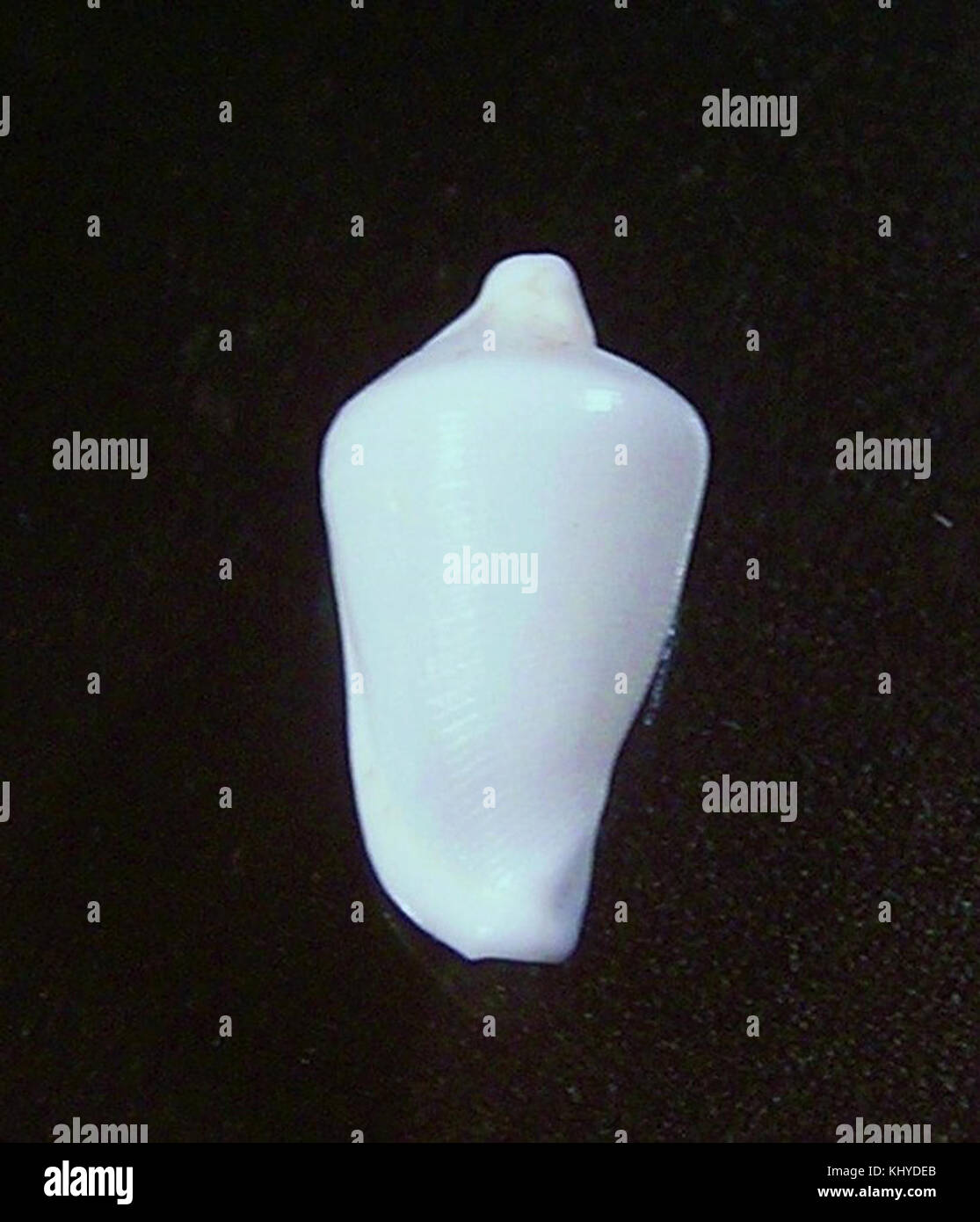 Scientific image showing Dentiovula rutherfordiana, a marine gastropod ...