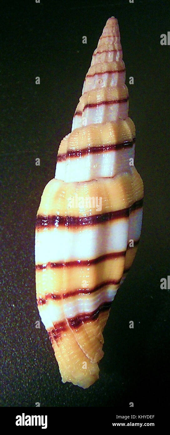 Vexillum hi-res stock photography and images - Alamy