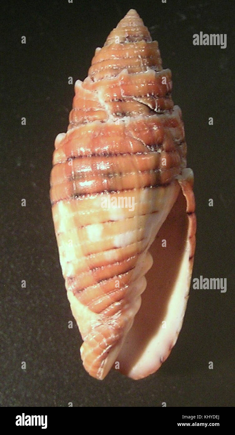 Mitra puncticulata hi-res stock photography and images - Alamy