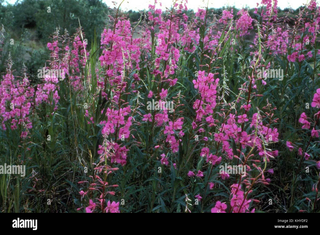 Fireweed plant flowering epilobium angustifolium Stock Photo - Alamy