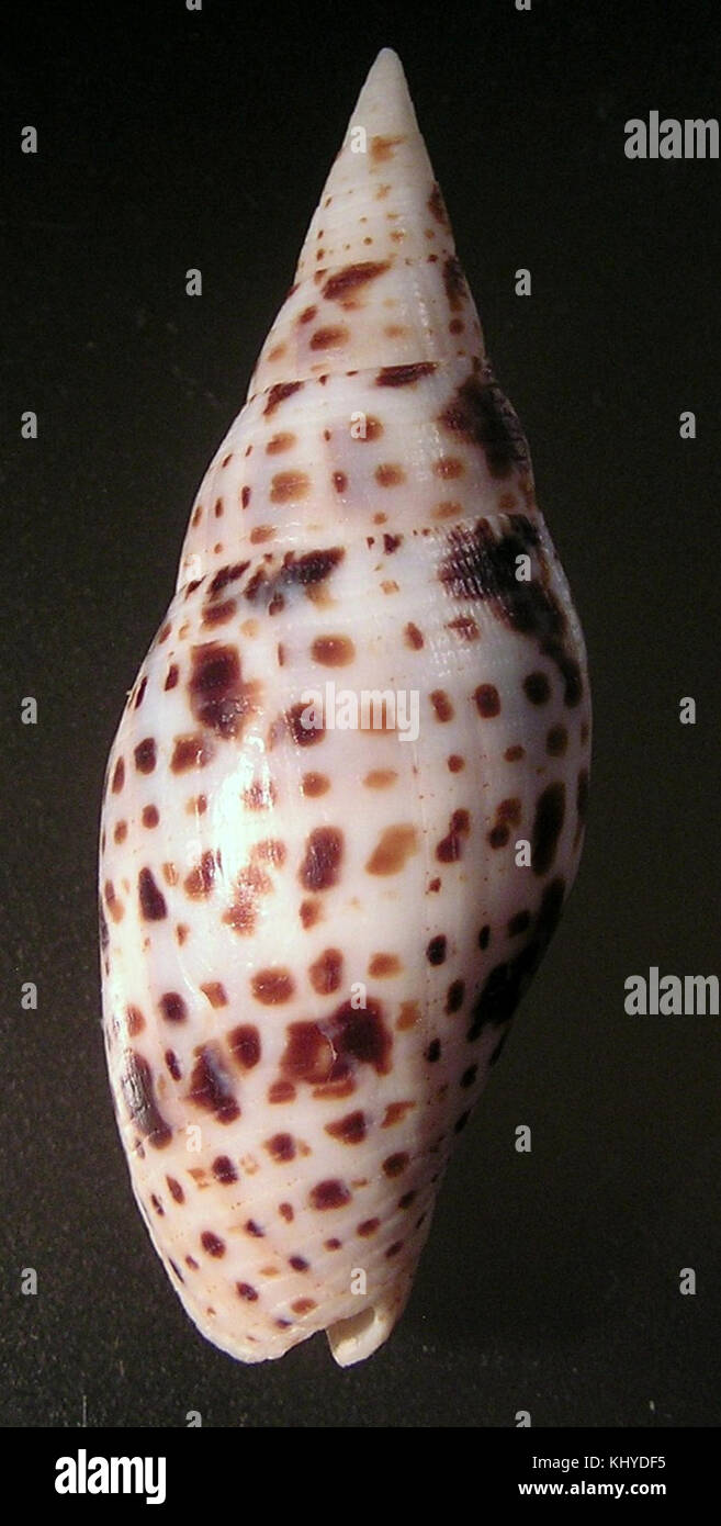 Mitra cardinalis hi-res stock photography and images - Alamy