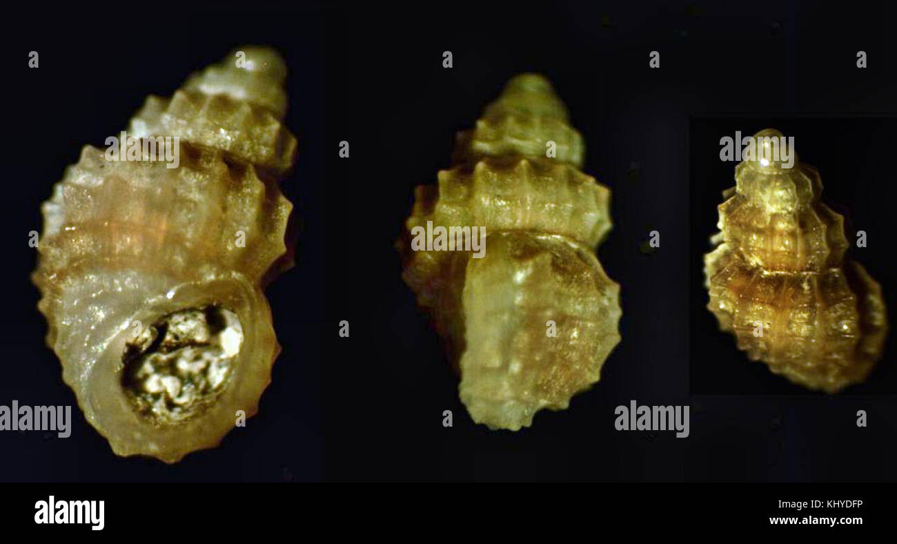 Alvania clathrella 001 Stock Photo - Alamy