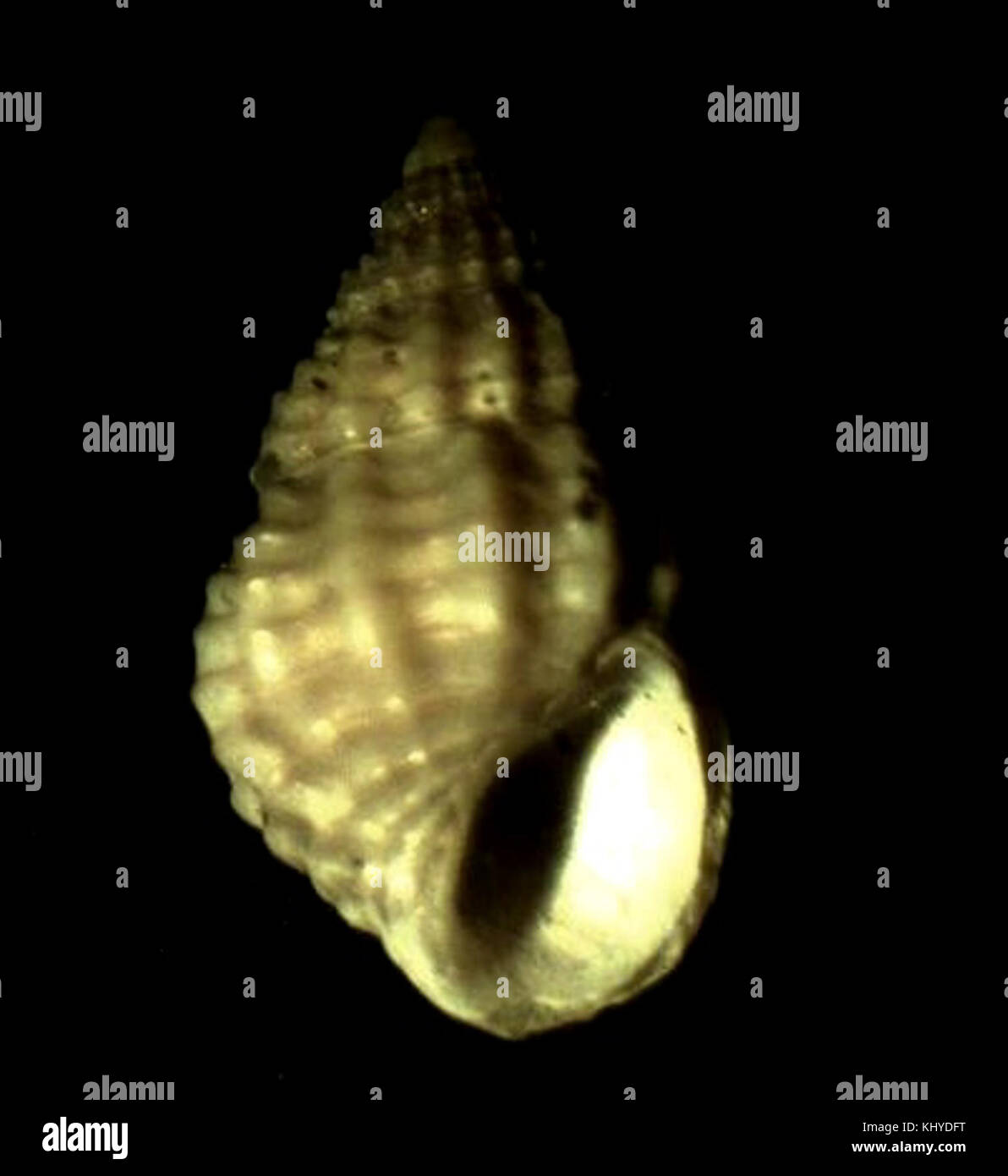 Alvania lineata 001 Stock Photo - Alamy