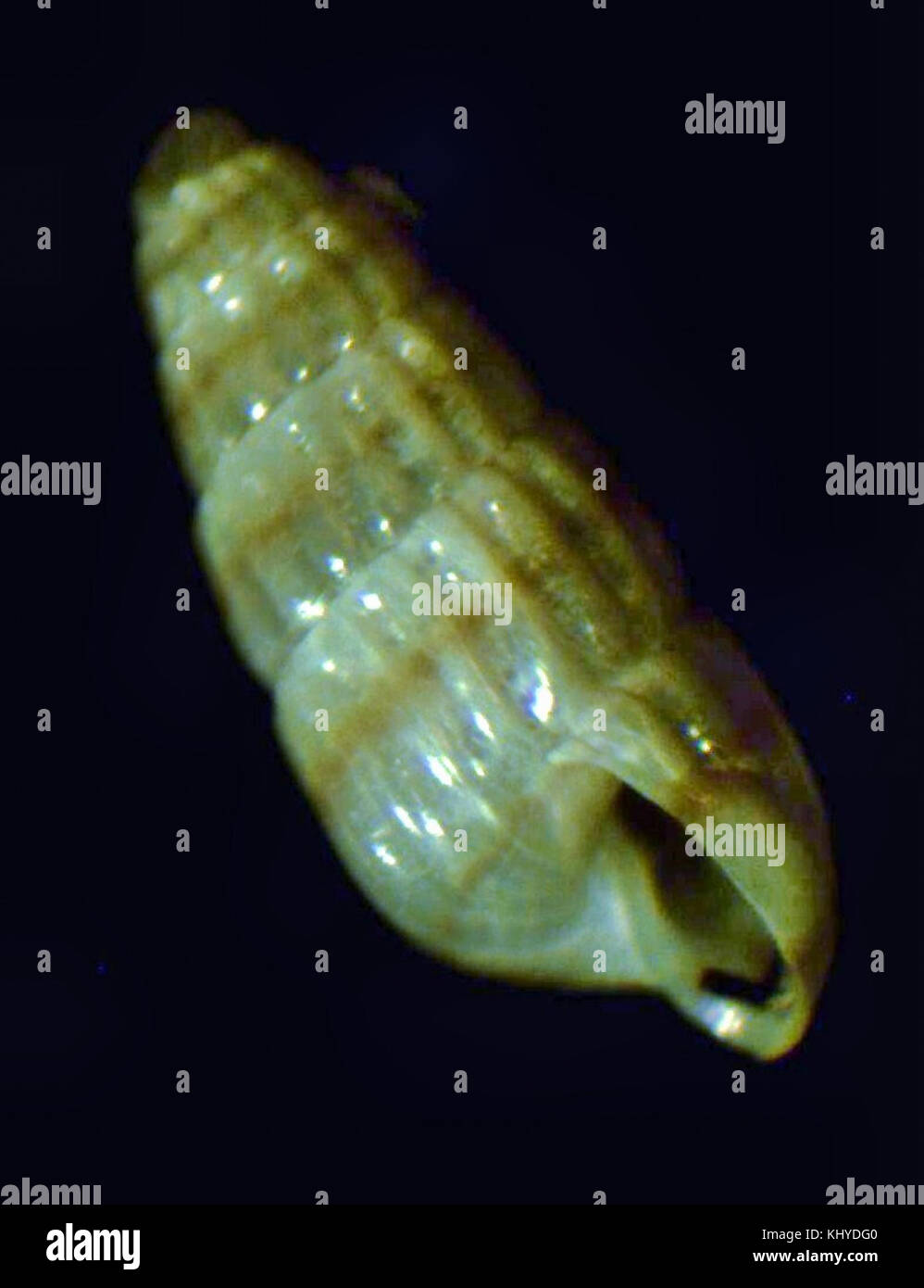 Odostomella doliolum 001 Stock Photo - Alamy