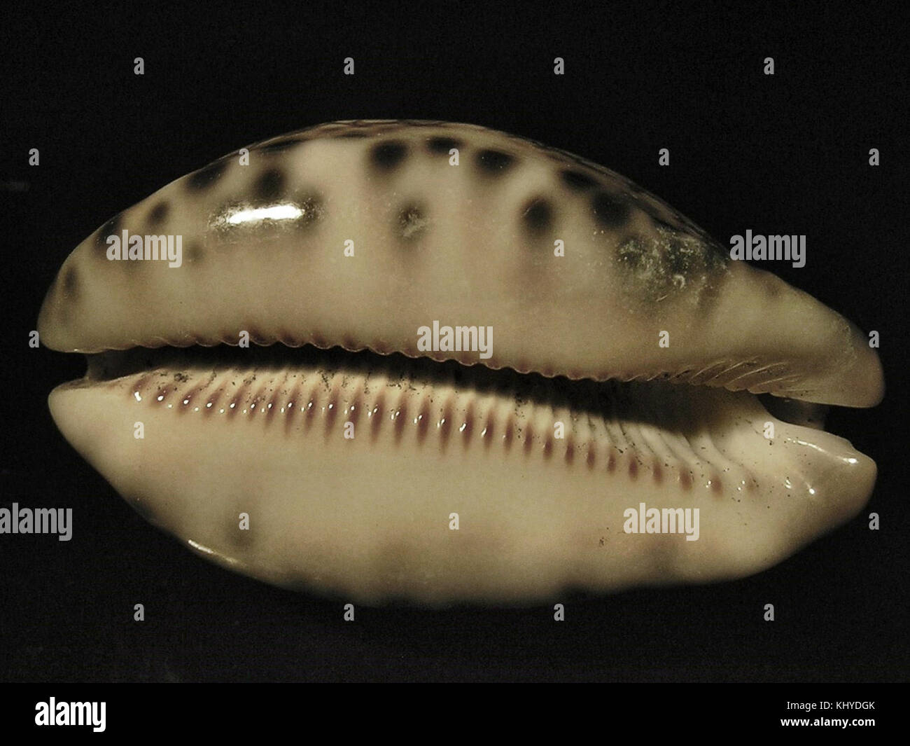 Mauritia histrio westralis 001 Stock Photo - Alamy