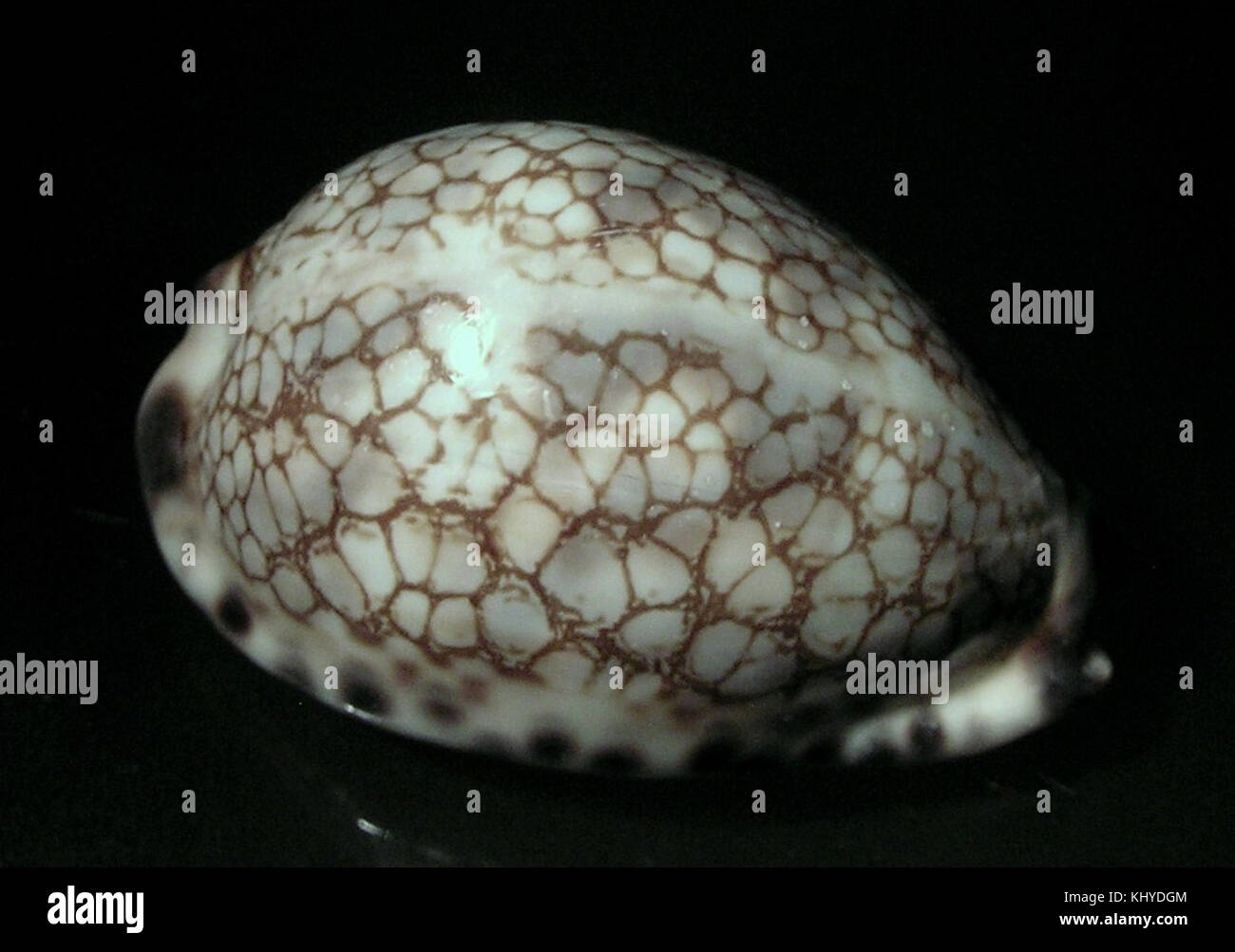 Mauritia histrio hi-res stock photography and images - Alamy