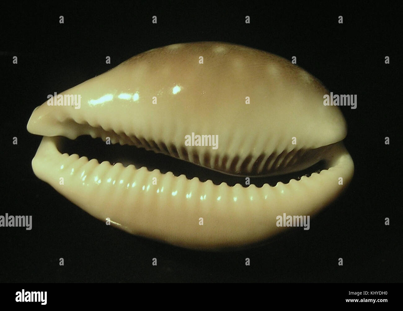 Cypraea vitellus 001 Stock Photo - Alamy