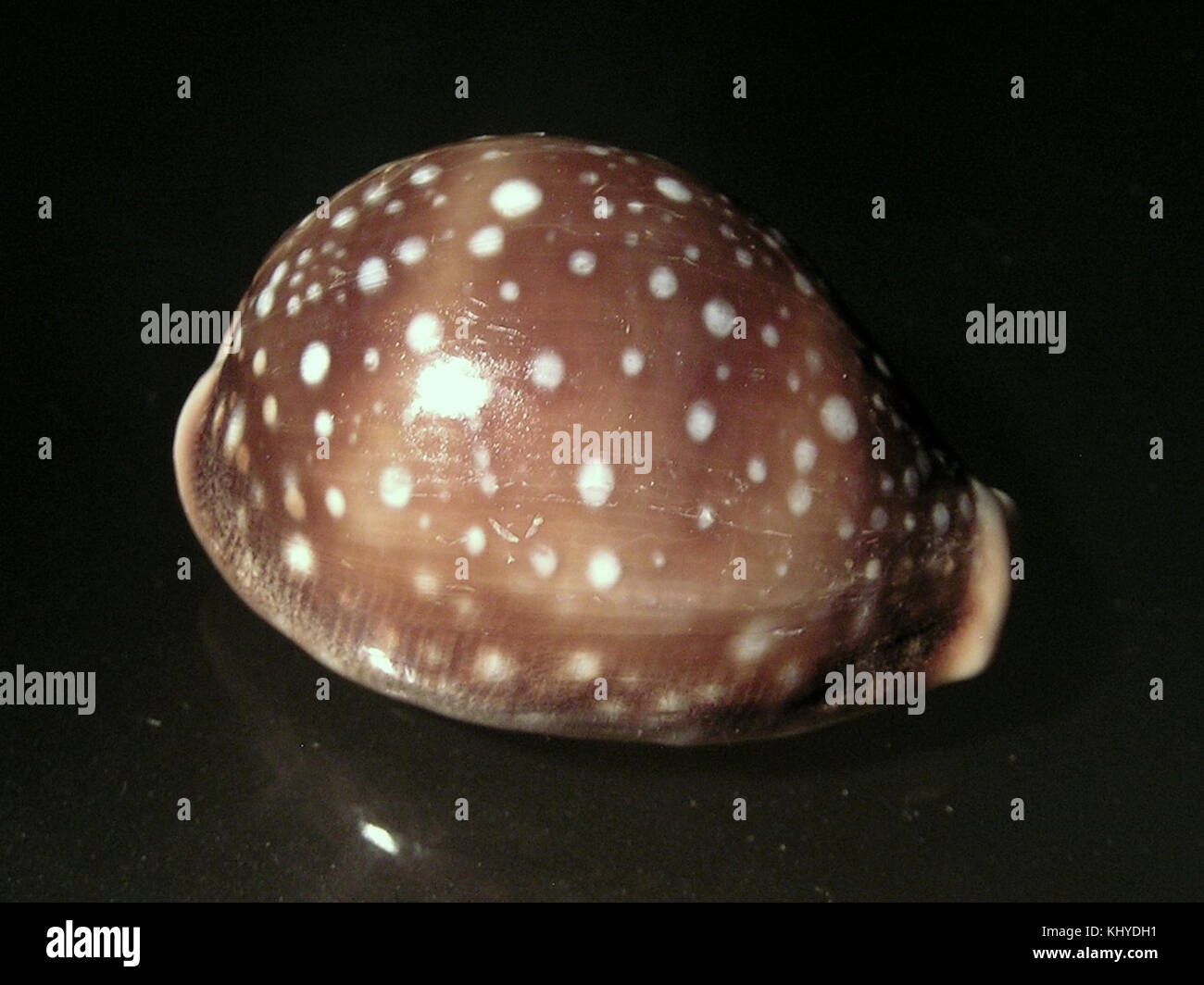 Vitellus hi-res stock photography and images - Alamy