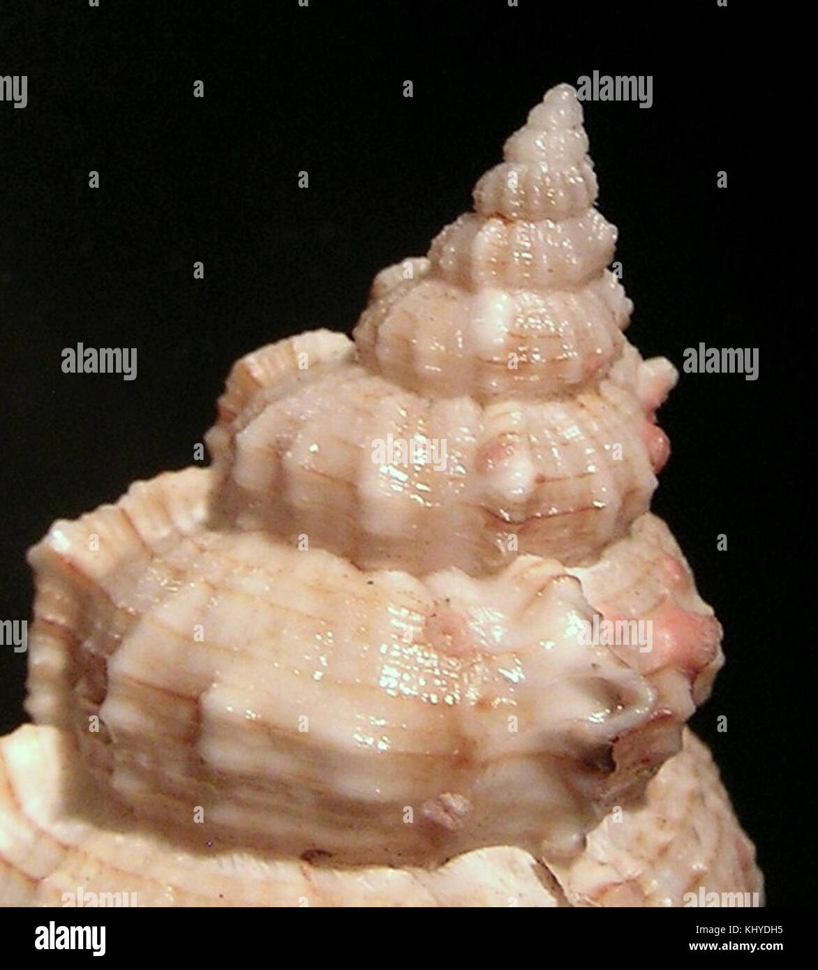 Ciboney hi-res stock photography and images - Alamy