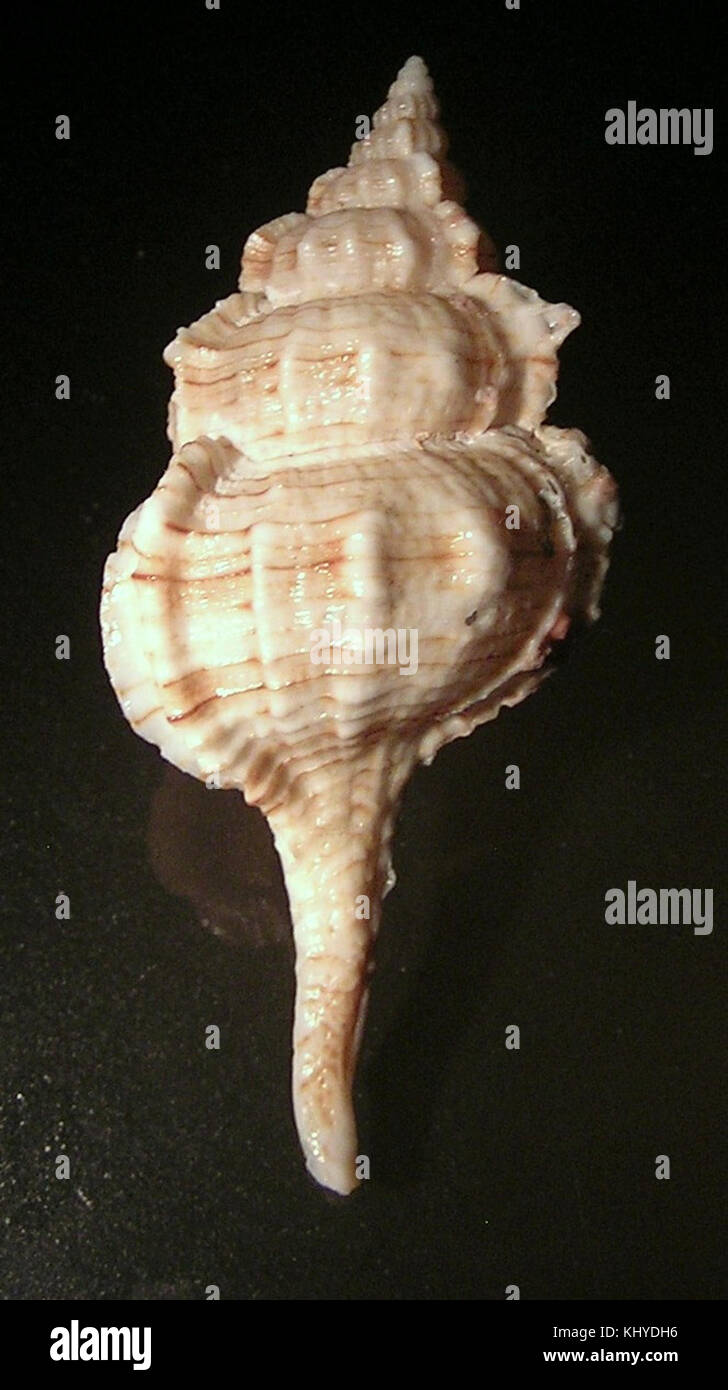 Siratus ciboney 002 Stock Photo - Alamy