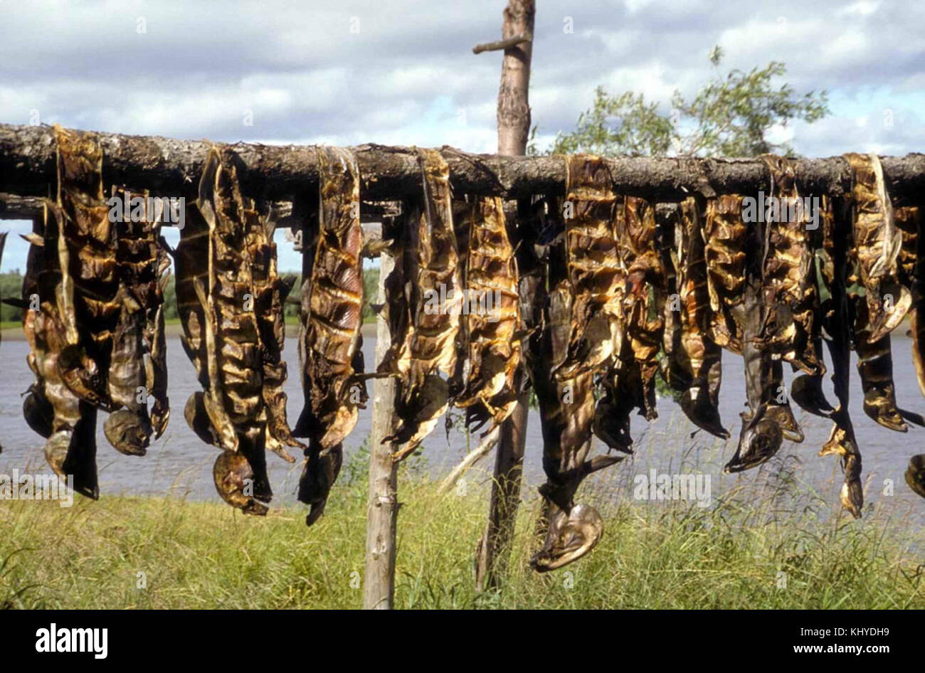 Fish drying on Sun Stock Photo - Alamy