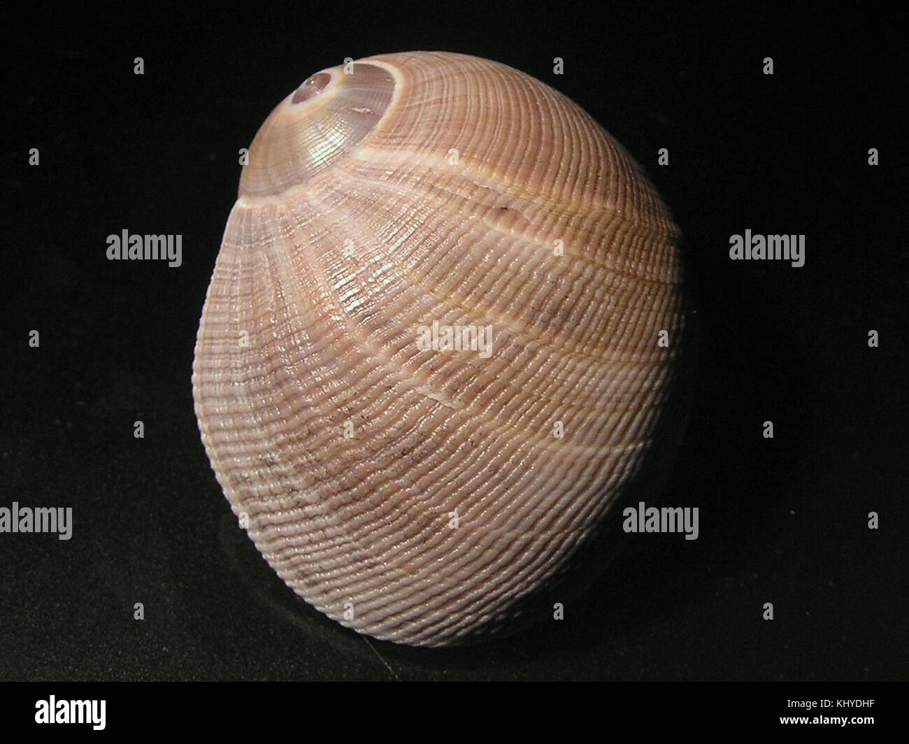 Sinum cymba 001 Stock Photo - Alamy