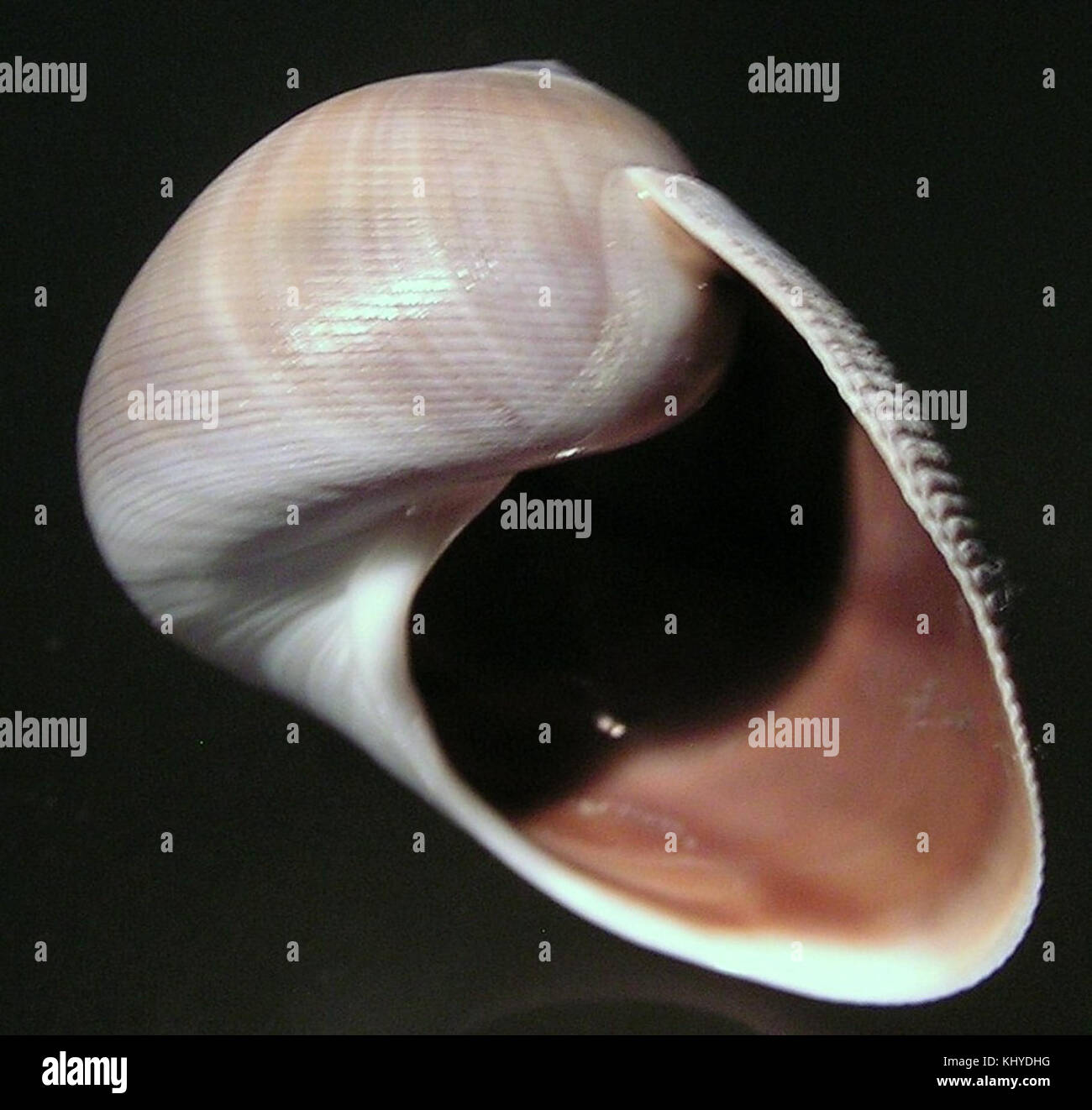 Sinum cymba 002 Stock Photo - Alamy