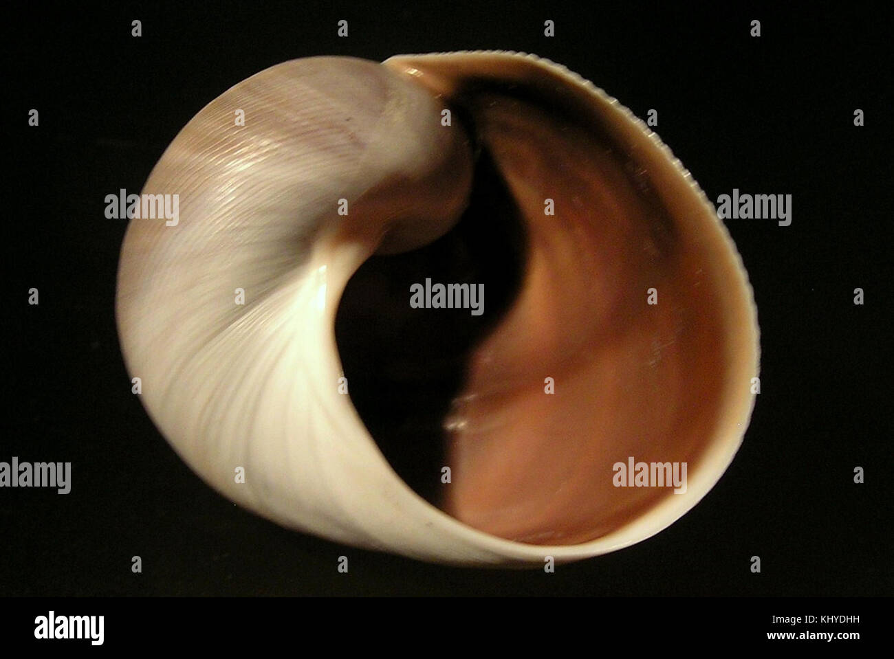 Various sea snail species hi-res stock photography and images - Alamy