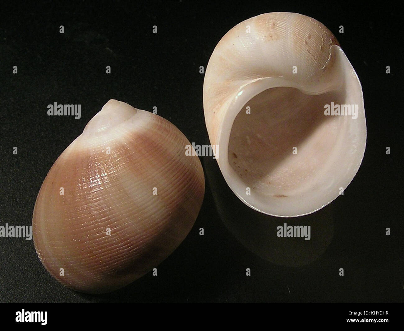 Sinum grayi 001 Stock Photo - Alamy