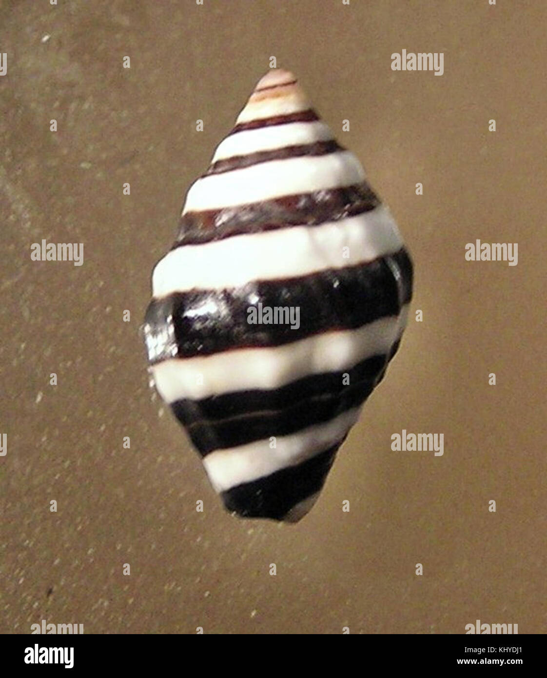 Engina trifasciata 001 Stock Photo - Alamy