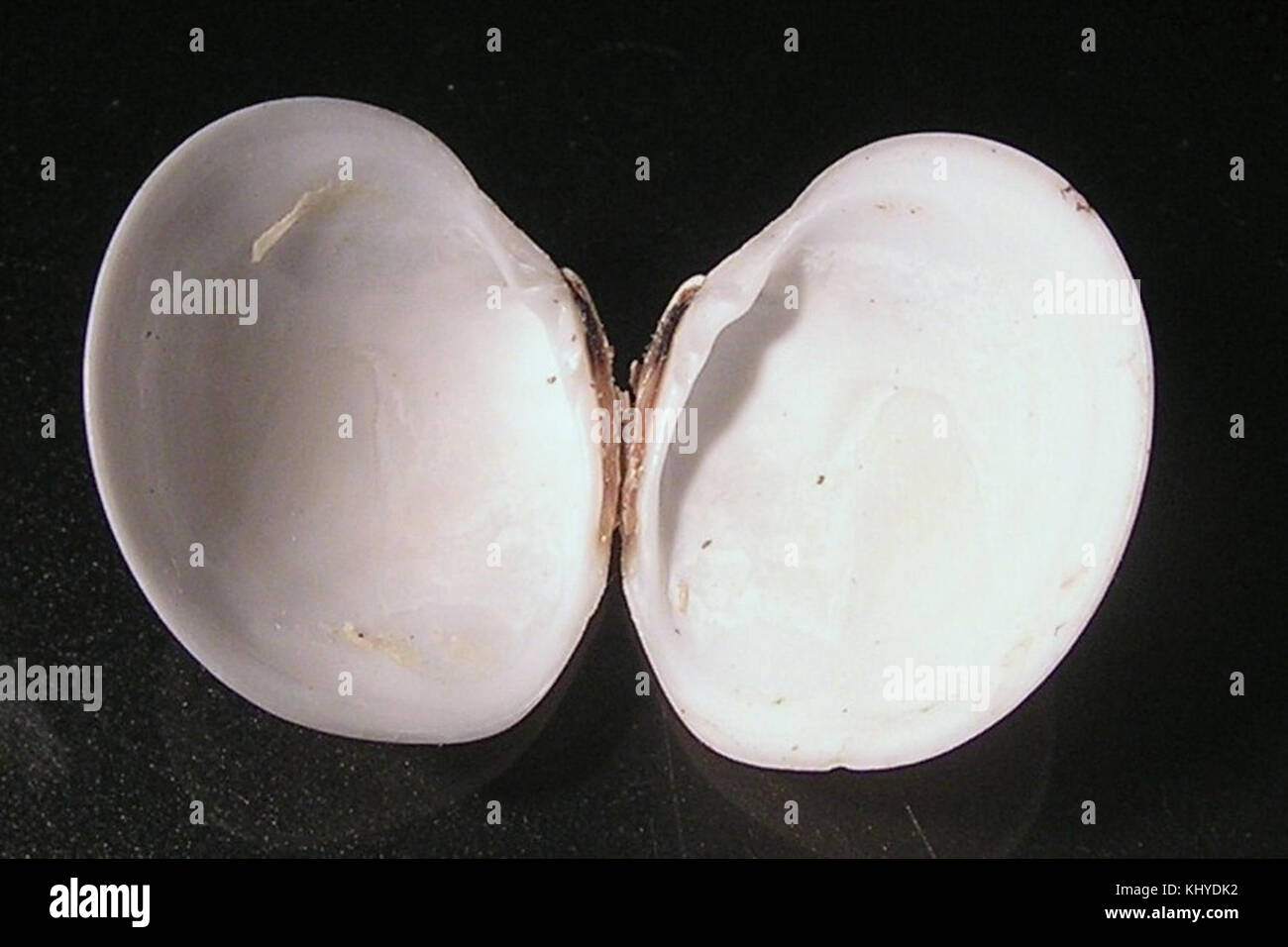 Dosinia exasperata 001 Stock Photo - Alamy