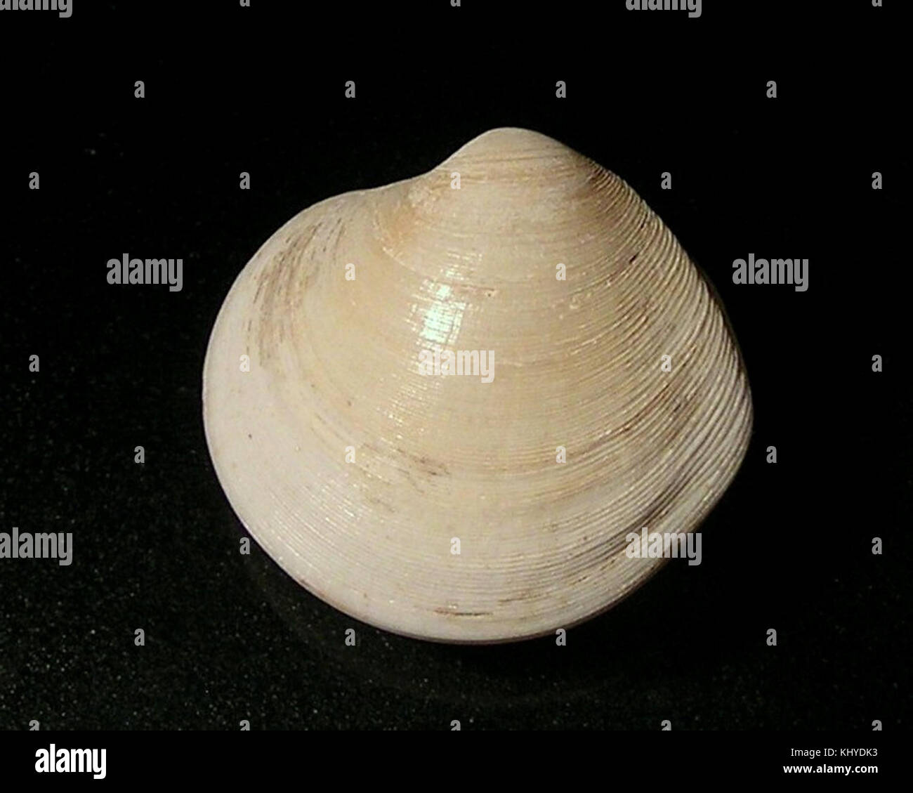 Dosinia exasperata 002 Stock Photo - Alamy