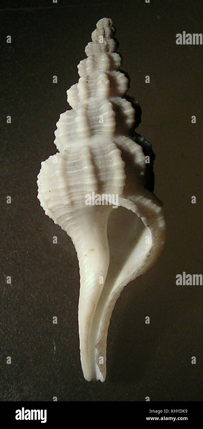 Fusinus hi-res stock photography and images - Alamy