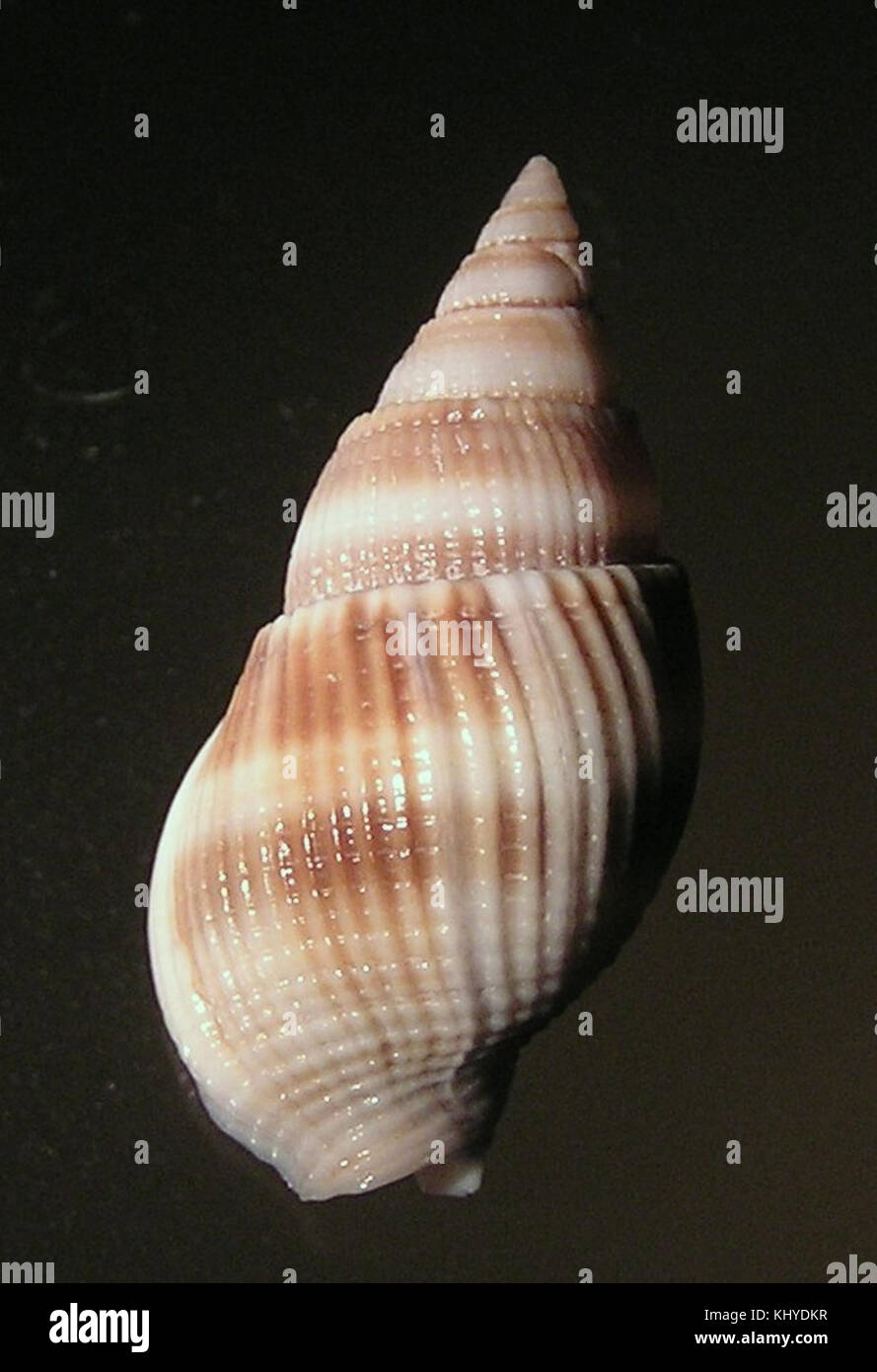 Vinctus hi-res stock photography and images - Alamy