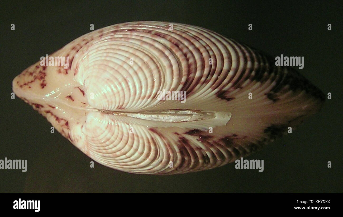 Family veneridae hi-res stock photography and images - Alamy