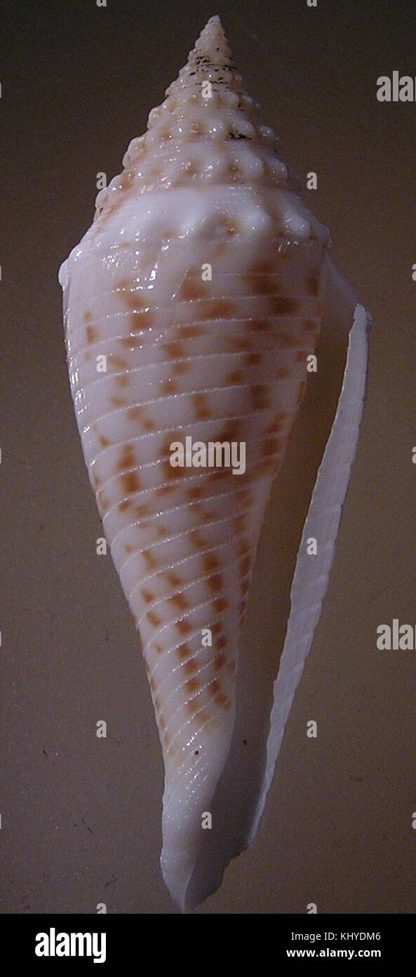 Conus orbignyi elokismenos 002 Stock Photo - Alamy