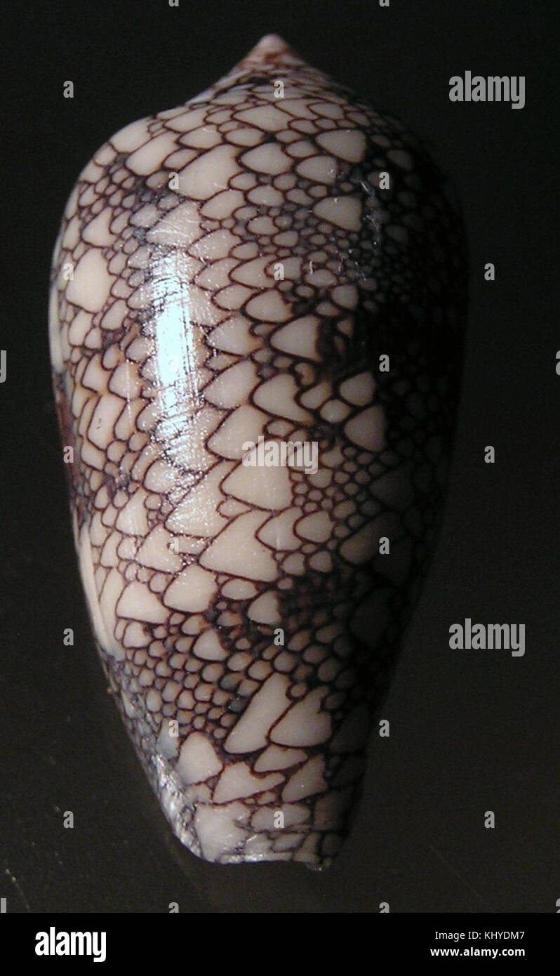 Conus canonicus 001 Stock Photo - Alamy