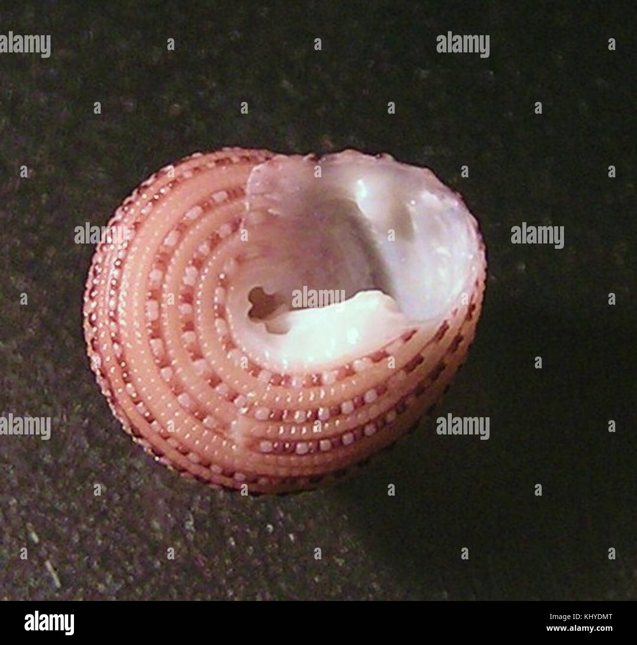 Clanculus flosculus 001 Stock Photo - Alamy