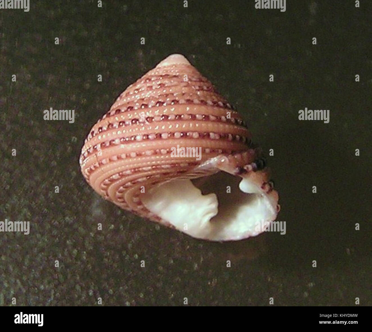 Clanculus flosculus 002 Stock Photo - Alamy