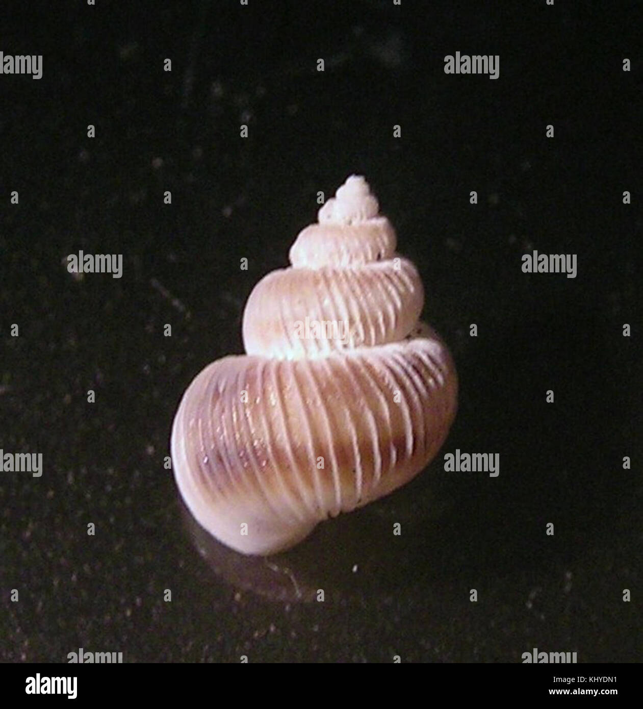 Epitonium hi-res stock photography and images - Alamy