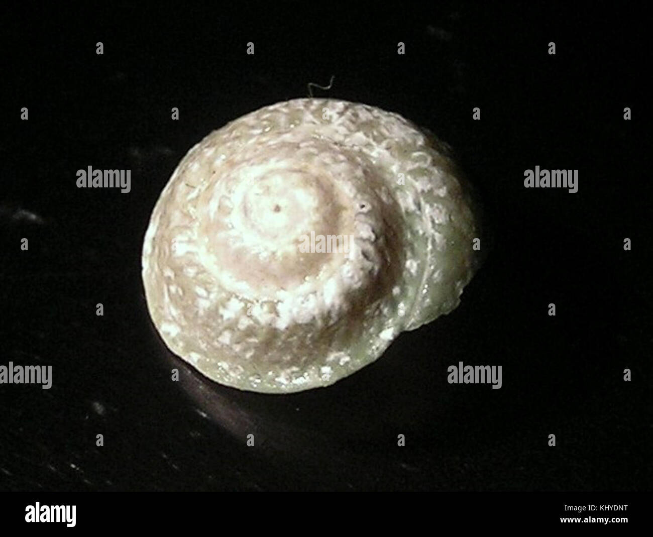 Astralium aureum 001 Stock Photo - Alamy