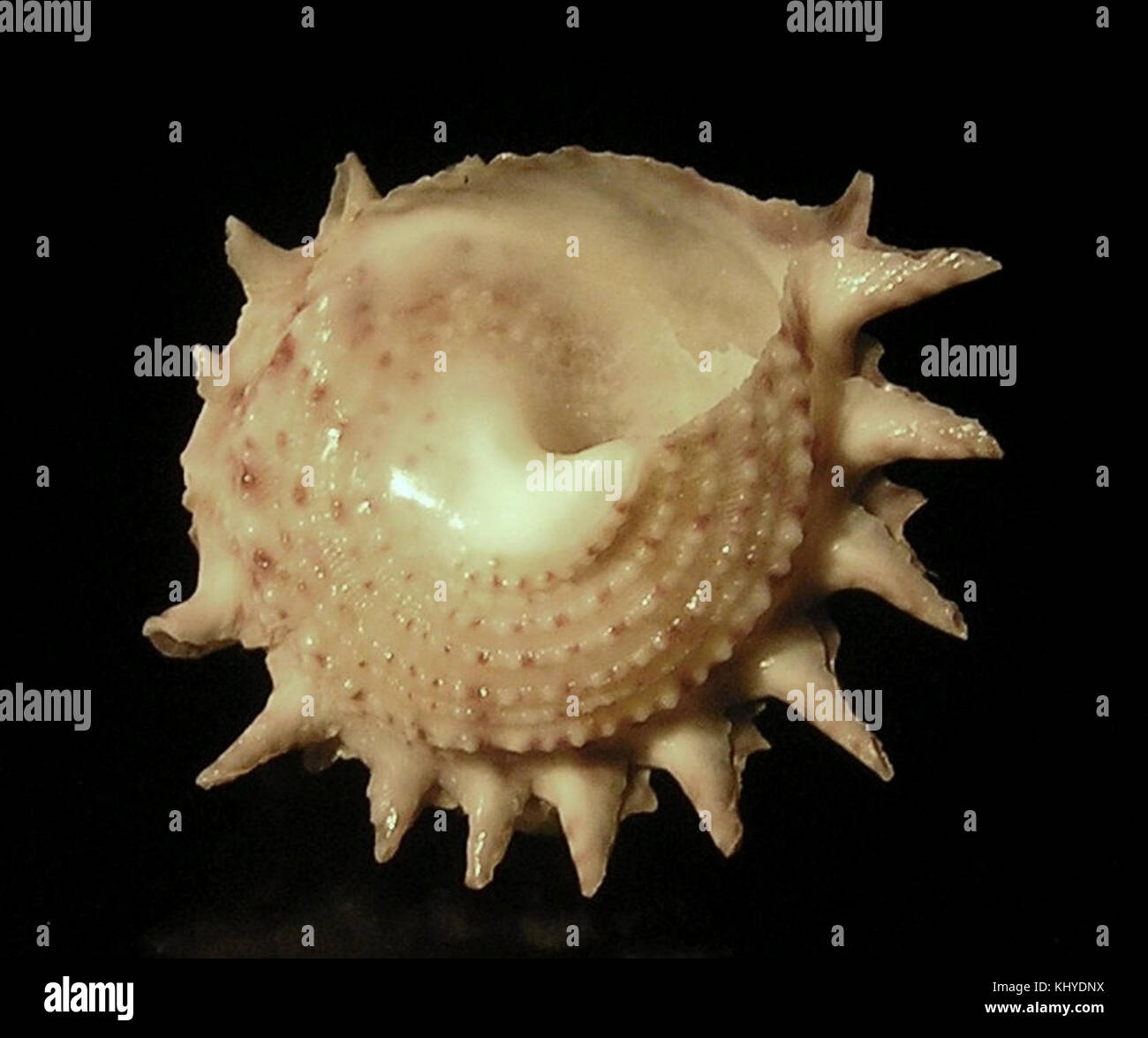 Bolma erectospinosa 001 Stock Photo - Alamy