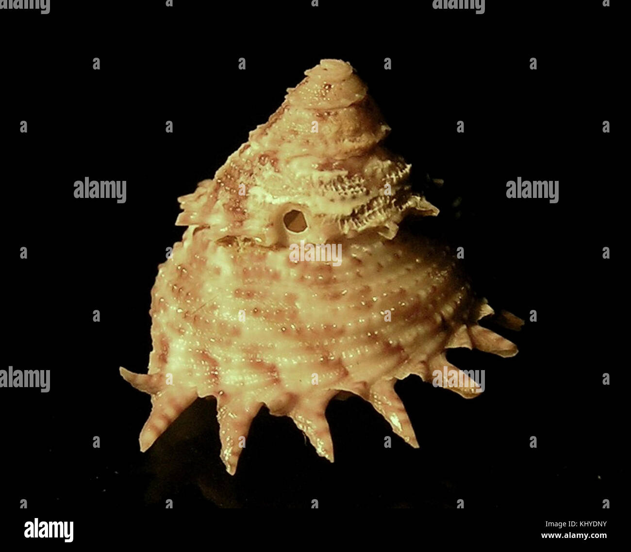 Bolma erectospinosa 002 Stock Photo - Alamy