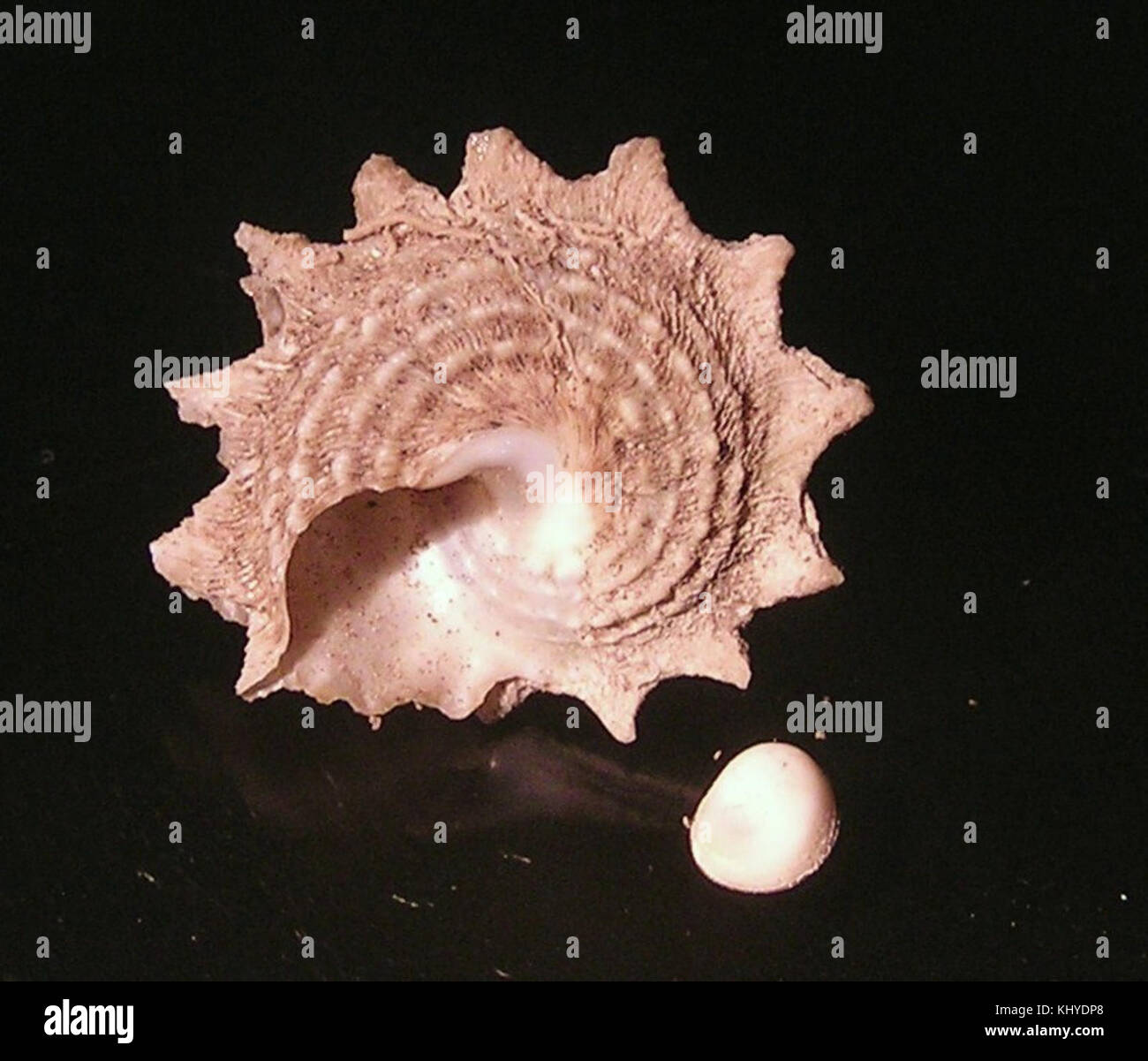 Astralium phoebium 001 Stock Photo - Alamy