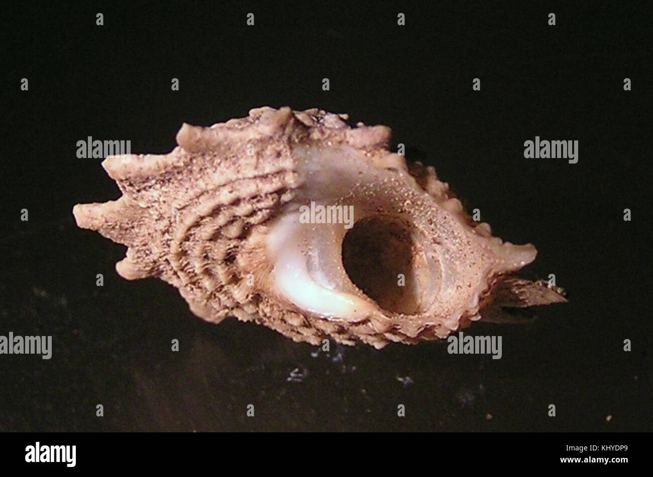 Astralium hi-res stock photography and images - Alamy