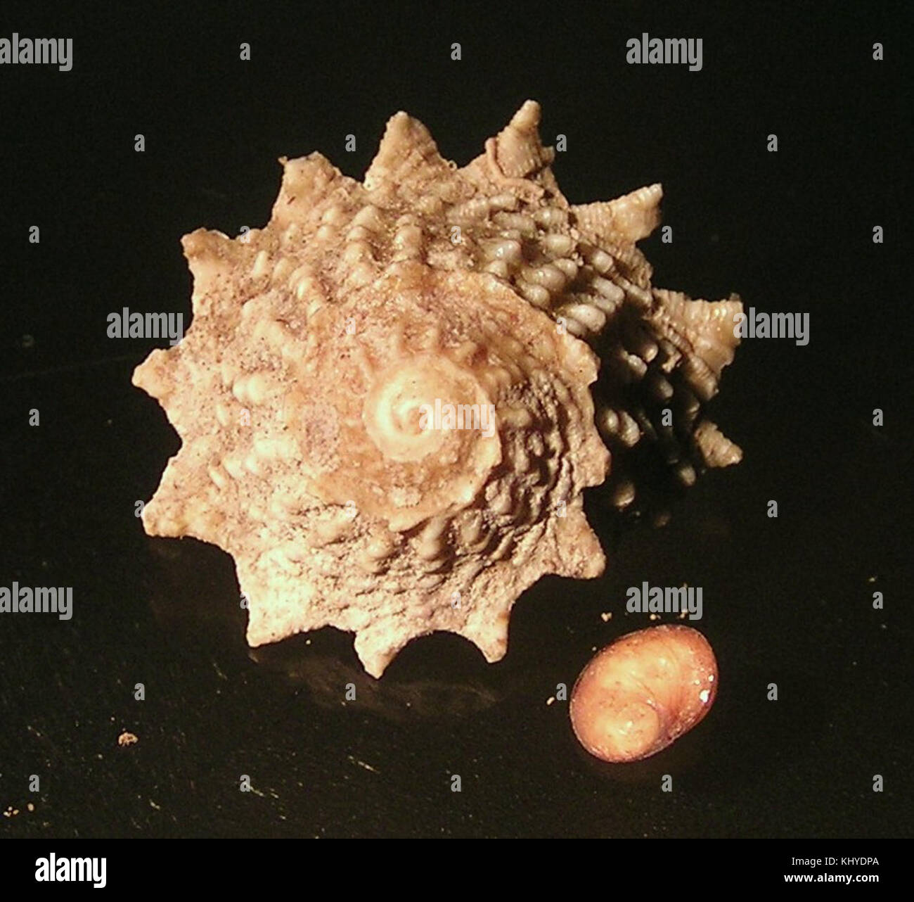 Astralium phoebium 003 Stock Photo - Alamy