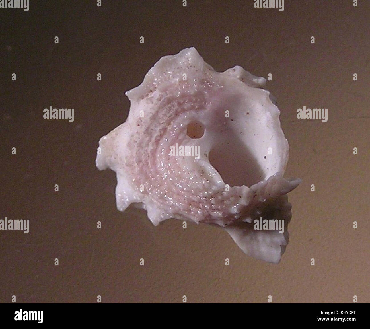 Astralium hi-res stock photography and images - Alamy