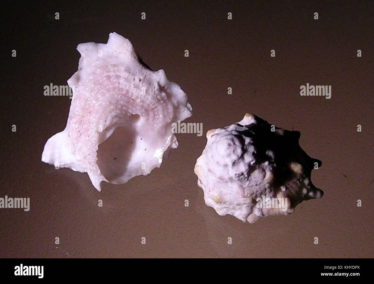 Astralium mactanense 003 Stock Photo - Alamy