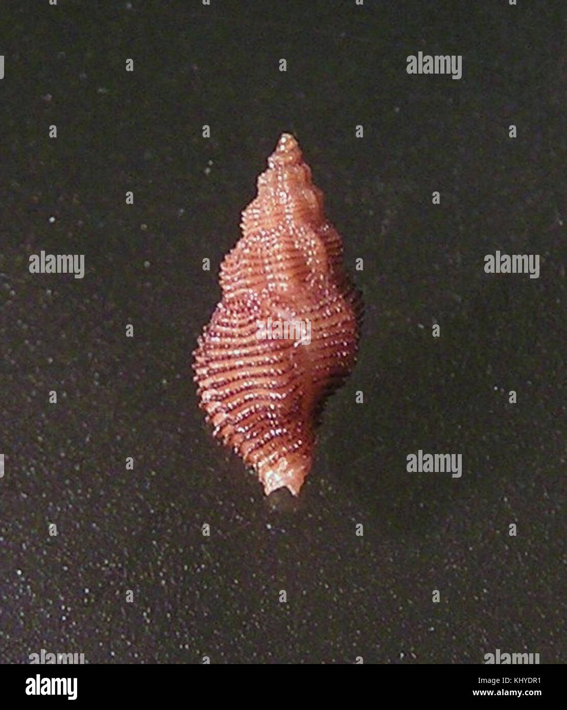 Orania walkeri 001 Stock Photo - Alamy