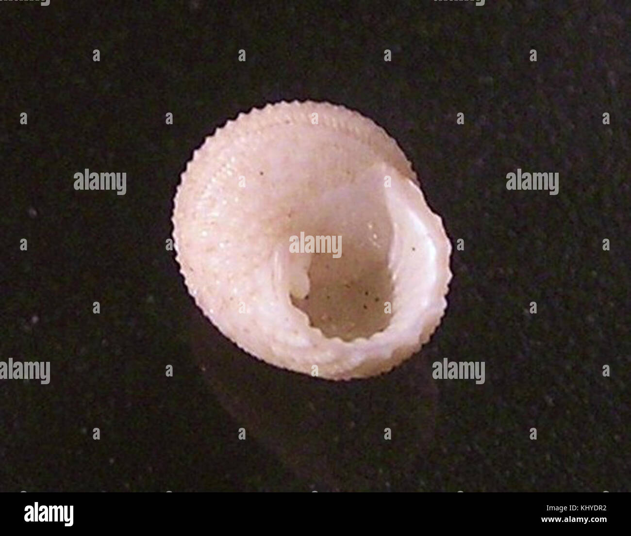 Perrinia concinna 001 Stock Photo - Alamy