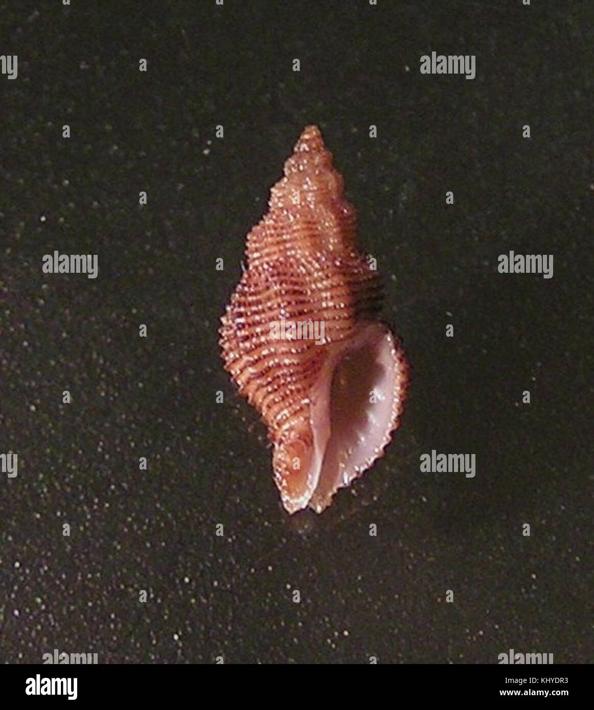 Orania walkeri 002 Stock Photo - Alamy