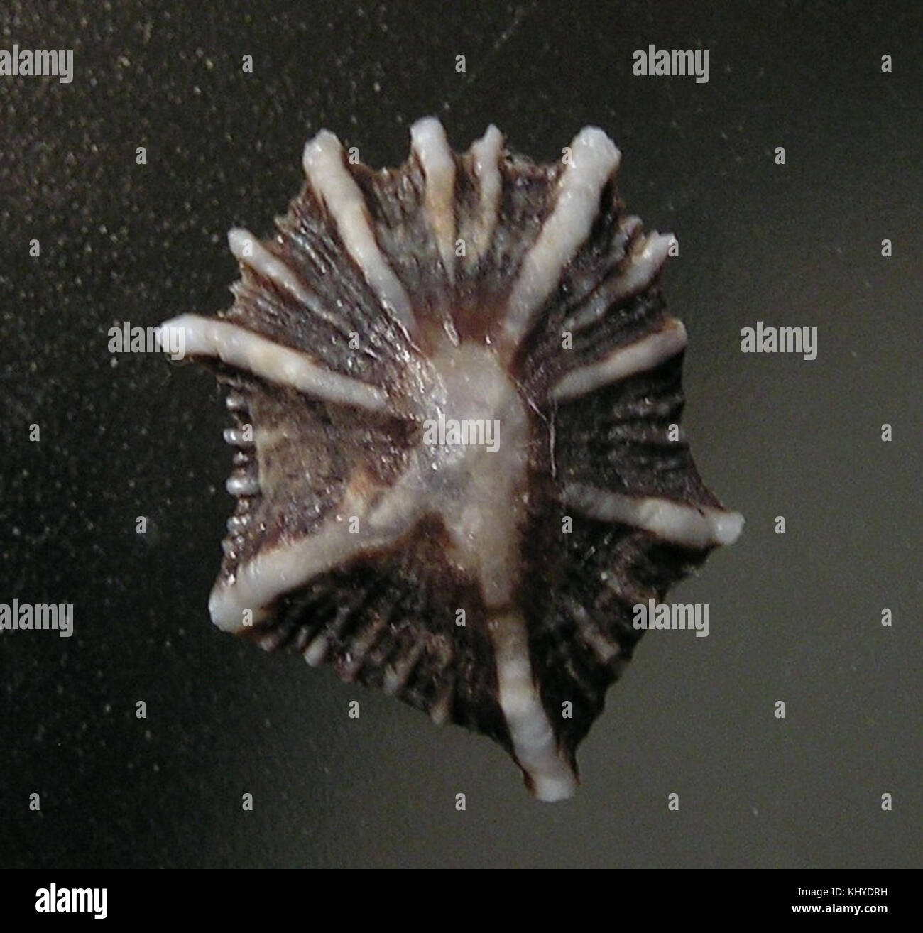 Siphonaria sirius 002 Stock Photo - Alamy