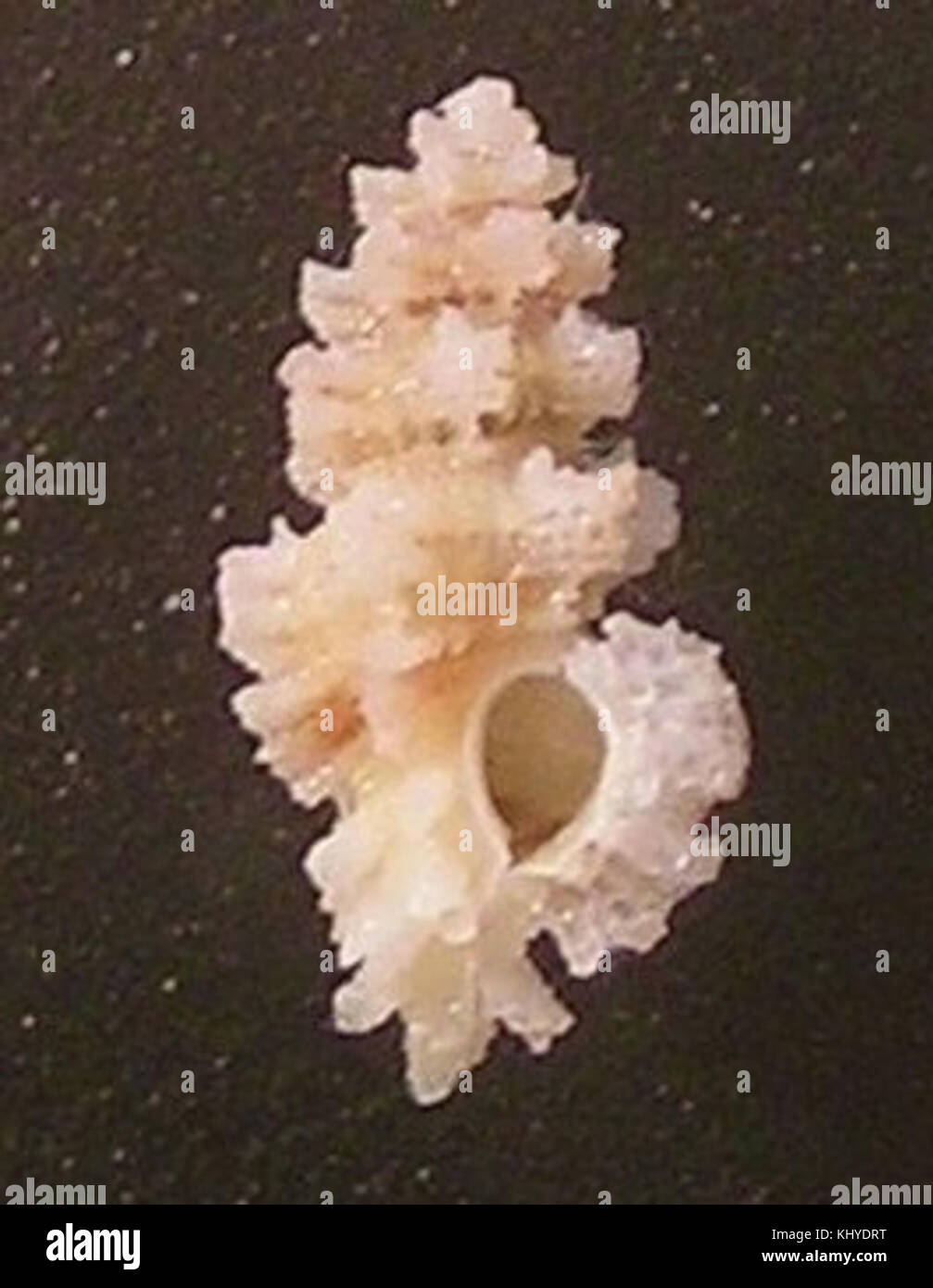 Guamensis High Resolution Stock Photography and Images - Alamy