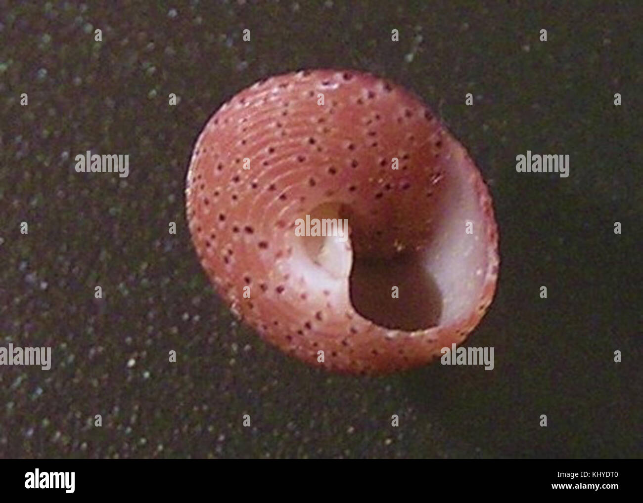 Clanculus High Resolution Stock Photography and Images - Alamy