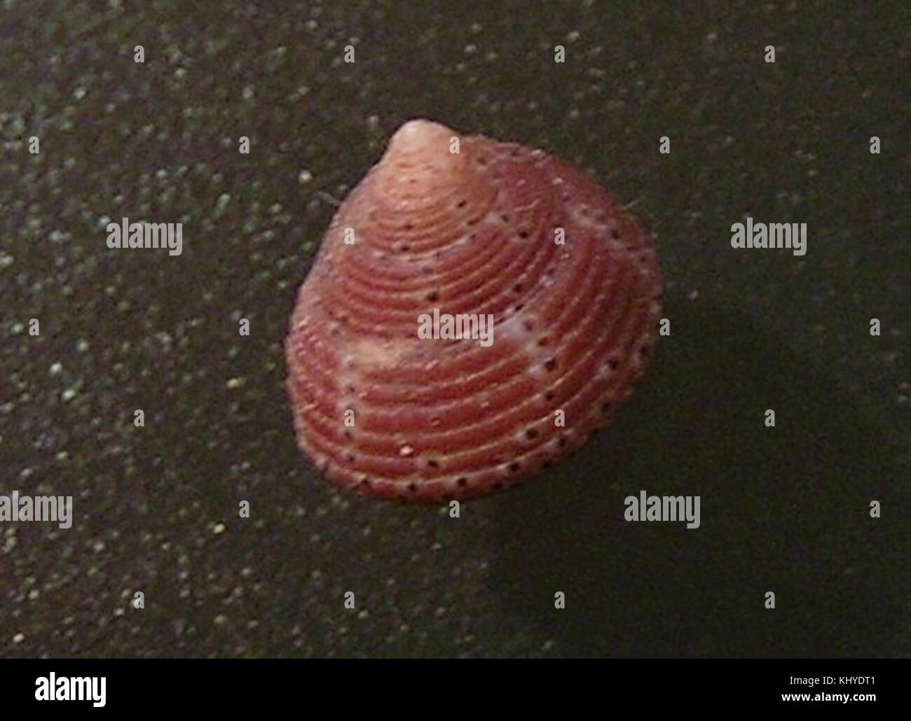 Clanculus High Resolution Stock Photography and Images - Alamy