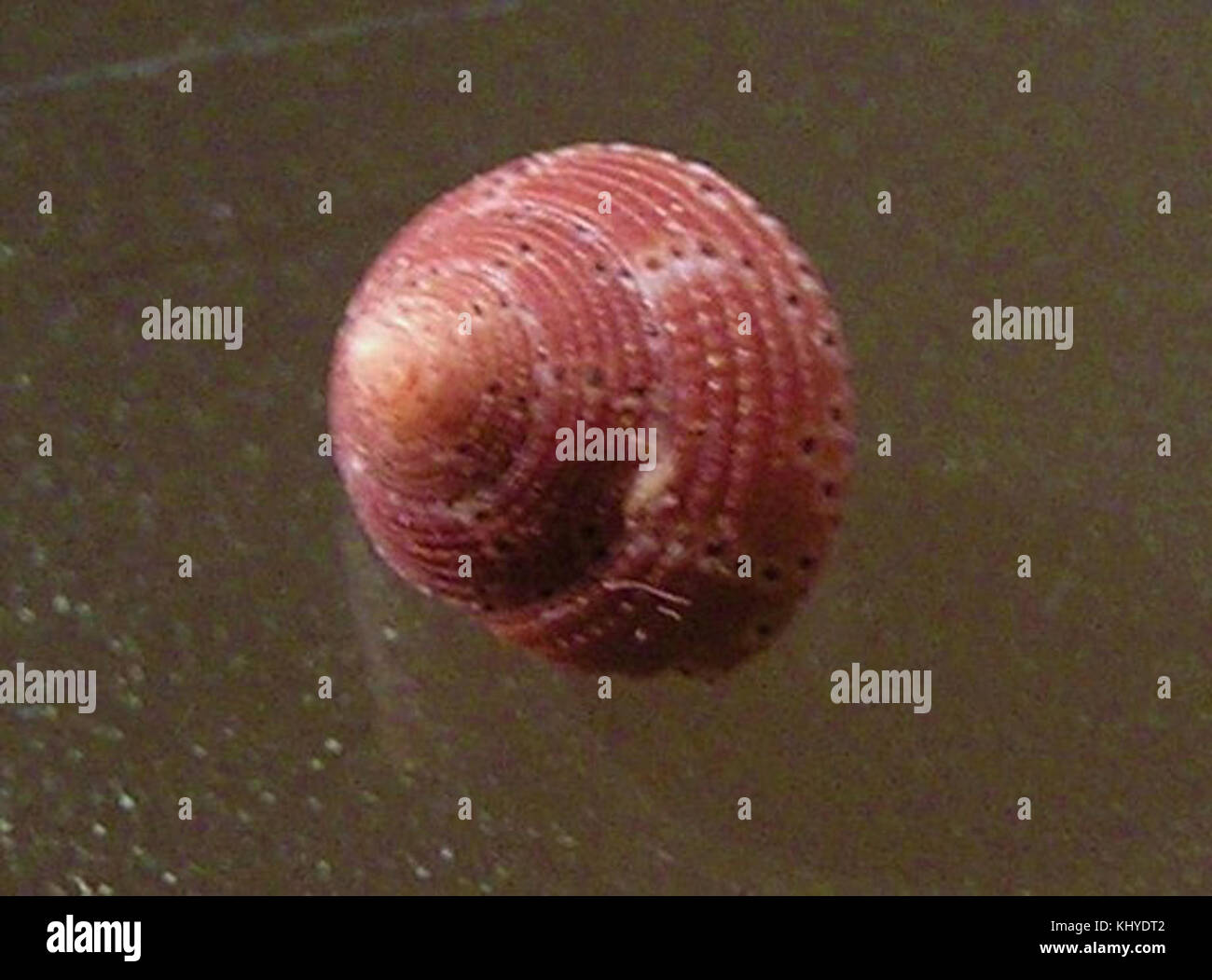 Clanculus simoni 003 Stock Photo - Alamy