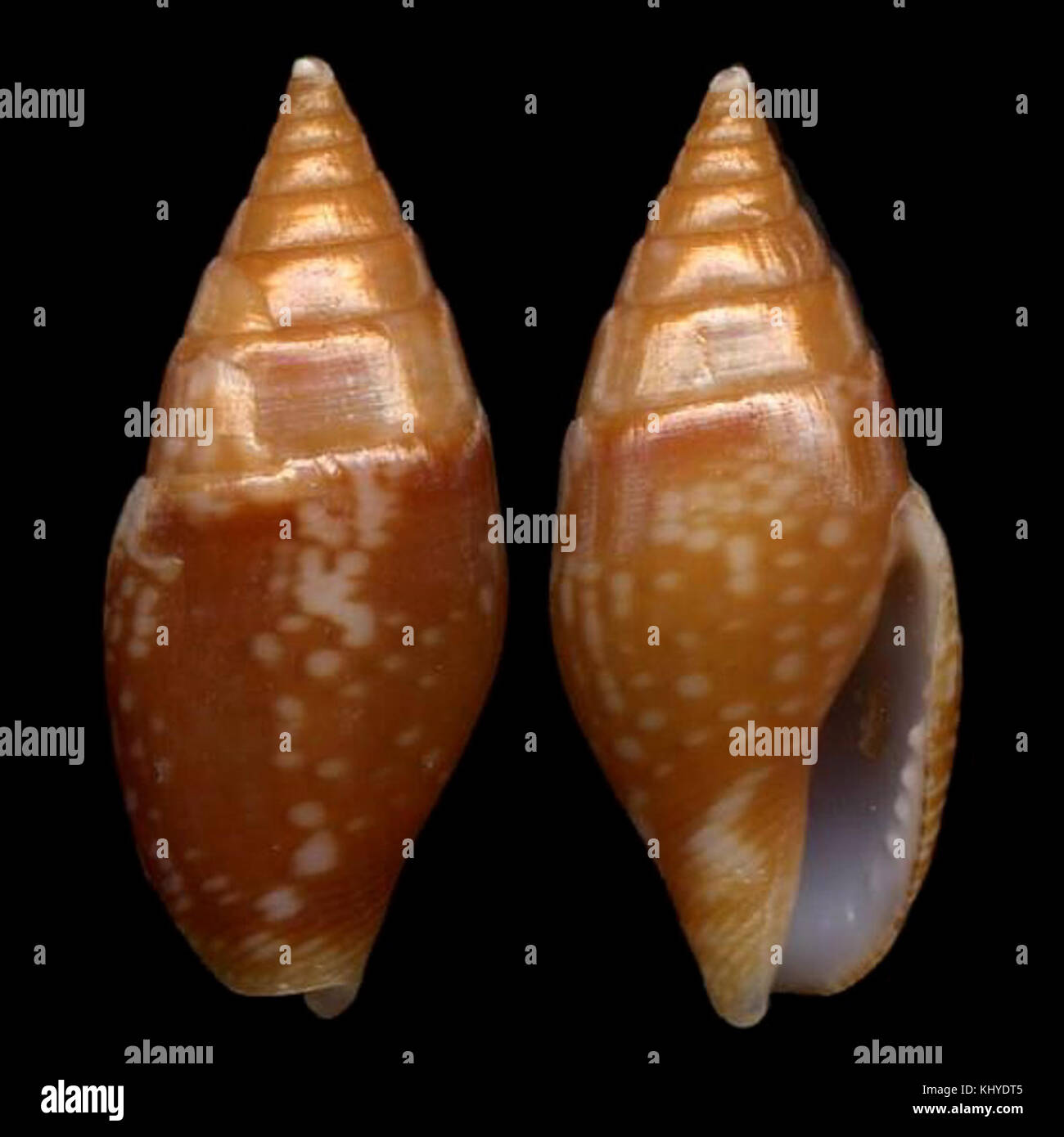 Pyrene marmorata 001 Stock Photo - Alamy
