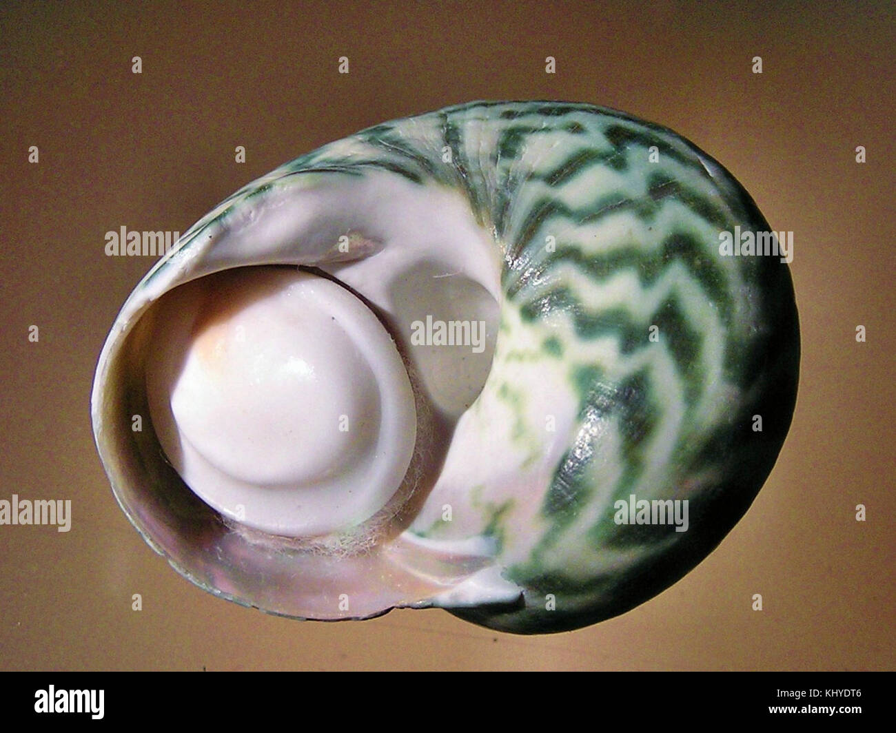 Lunella hi-res stock photography and images - Alamy