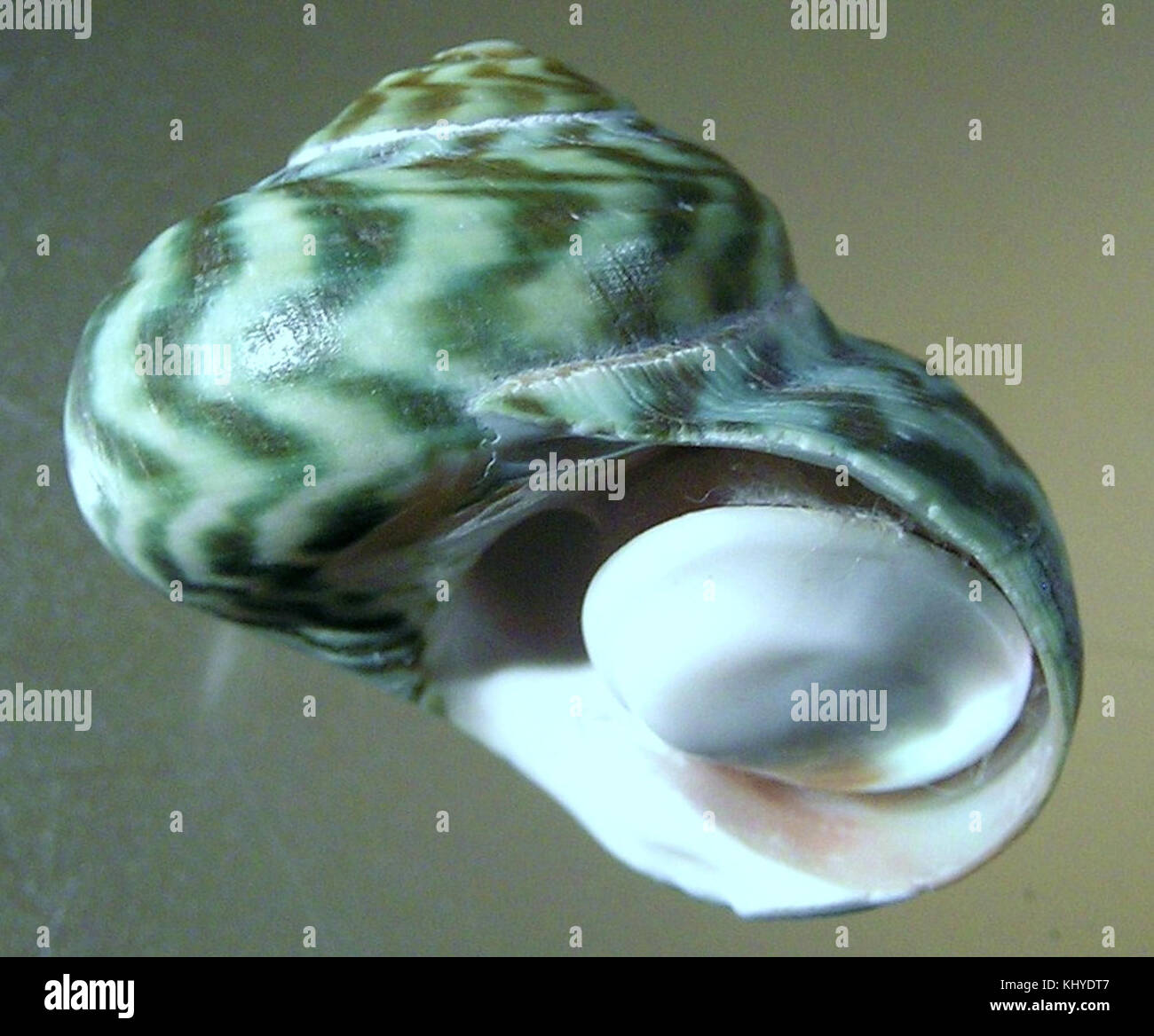 Lunella hi-res stock photography and images - Alamy